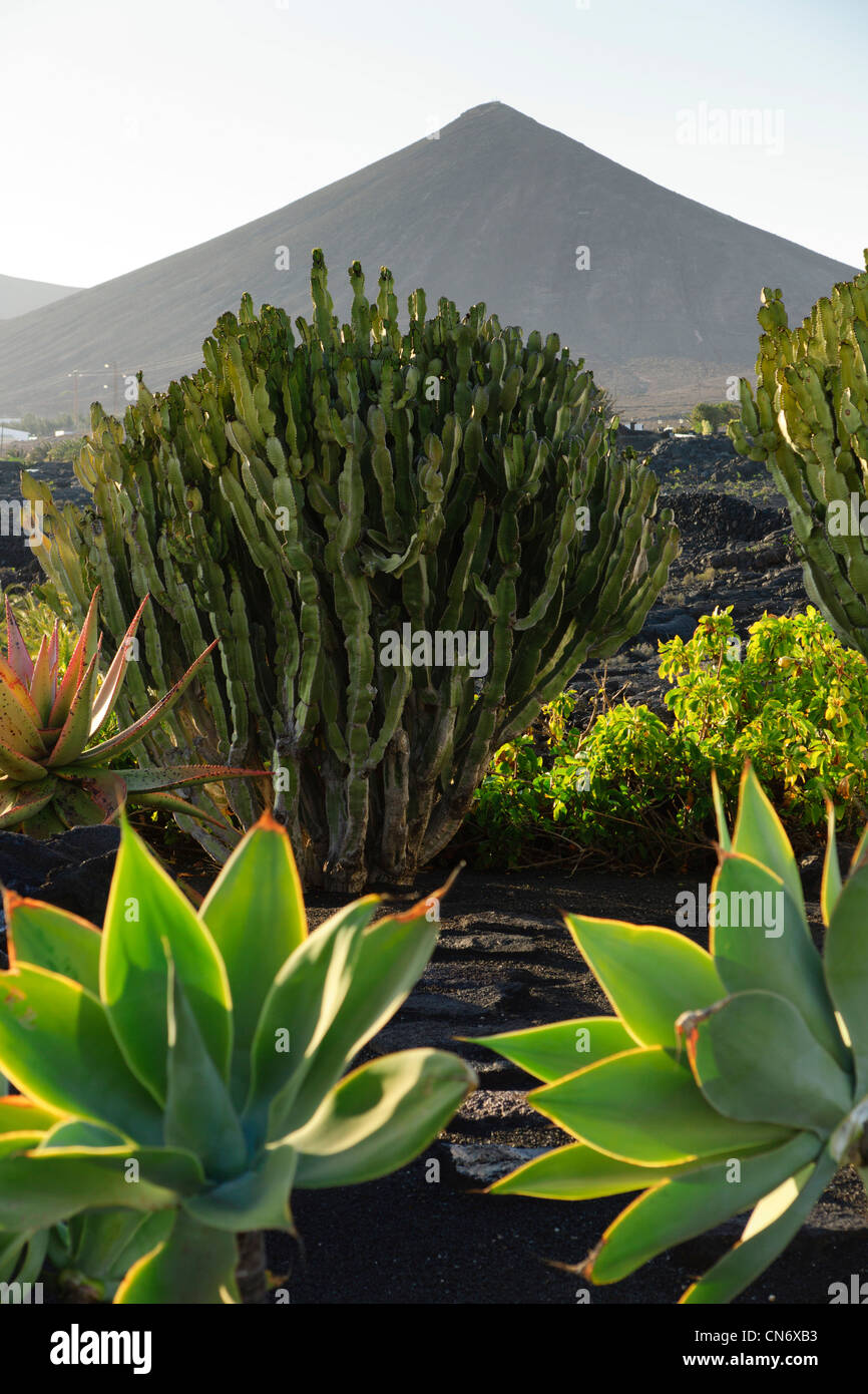 Lanzarote - garden of Casa César Manrique, museum of the Manrique ...