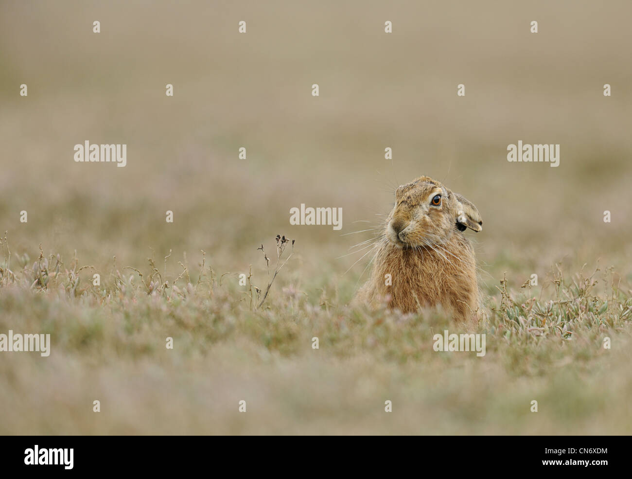 Prairie hare hi-res stock photography and images - Alamy