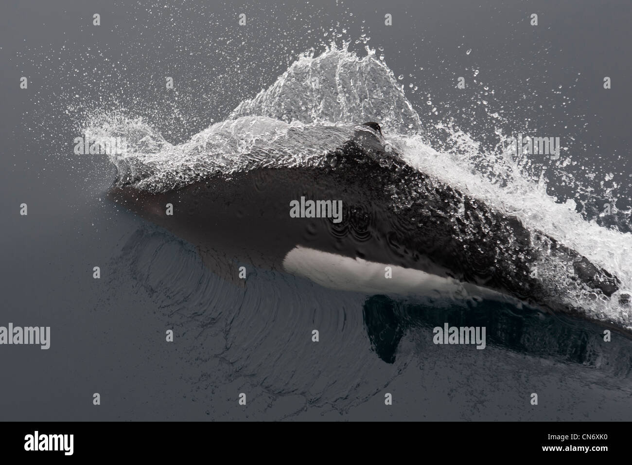 Dall's Porpoise (Phocoenoides dalli), surfacing. Monterey, California ...