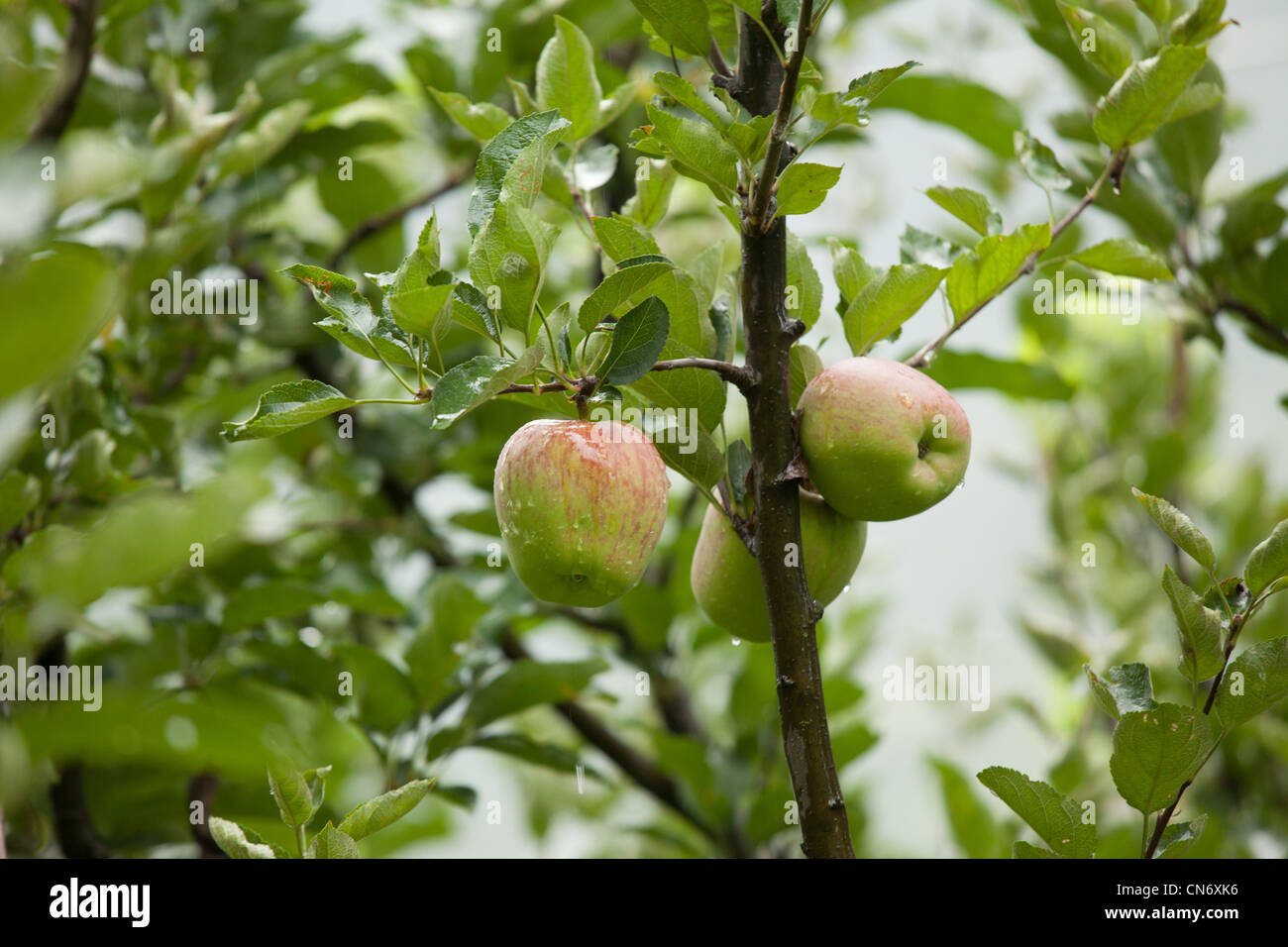 Himachal apple hi-res stock photography and images - Alamy