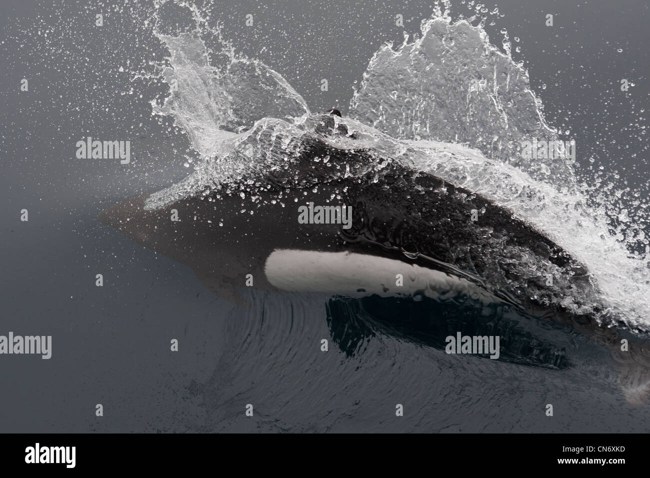 Dalls porpoise phocoenoides dalli hi-res stock photography and images ...