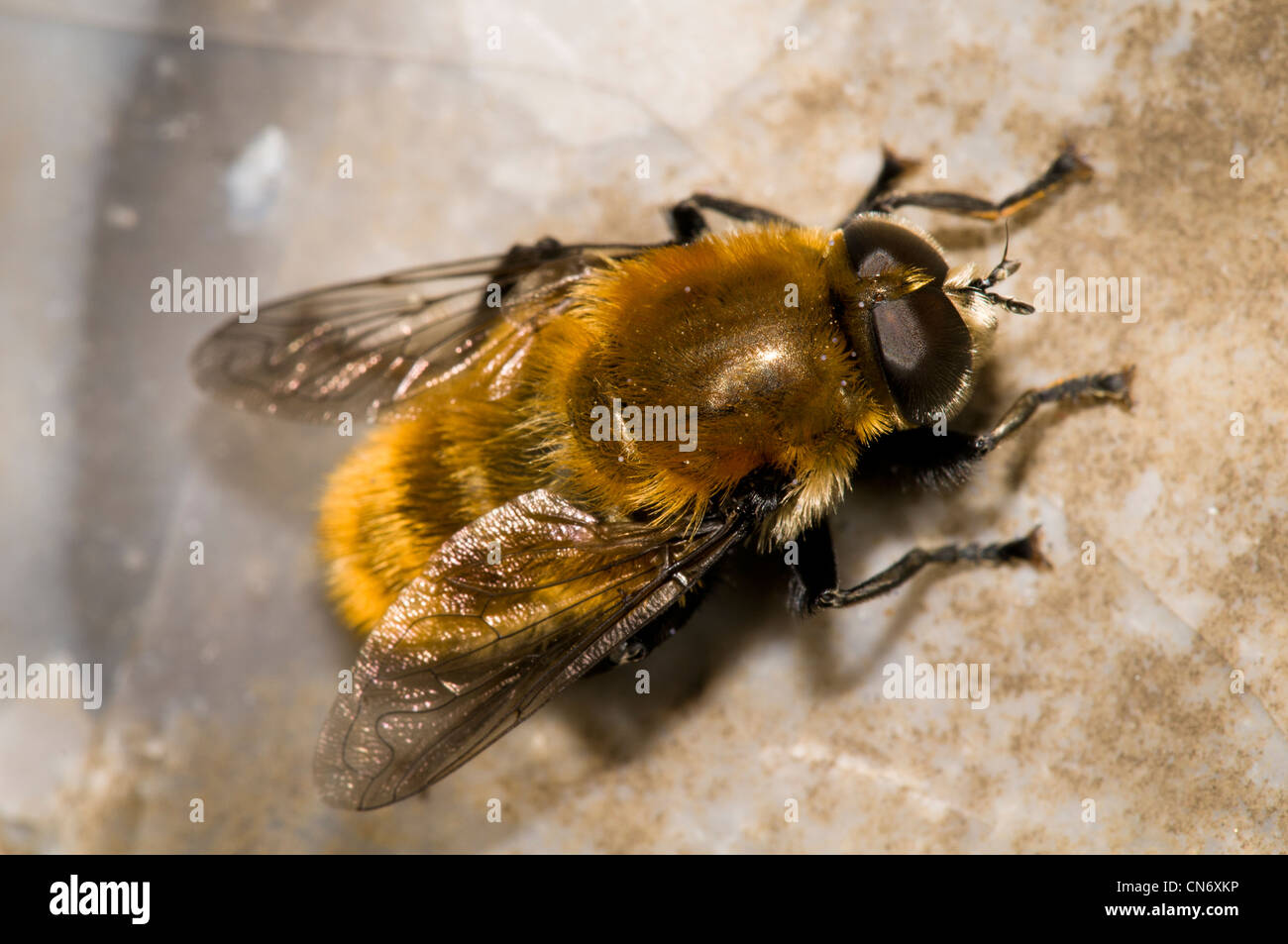 A bumble-bee mimic hoverfly (Volucella bombylans) basking on a stone in ...
