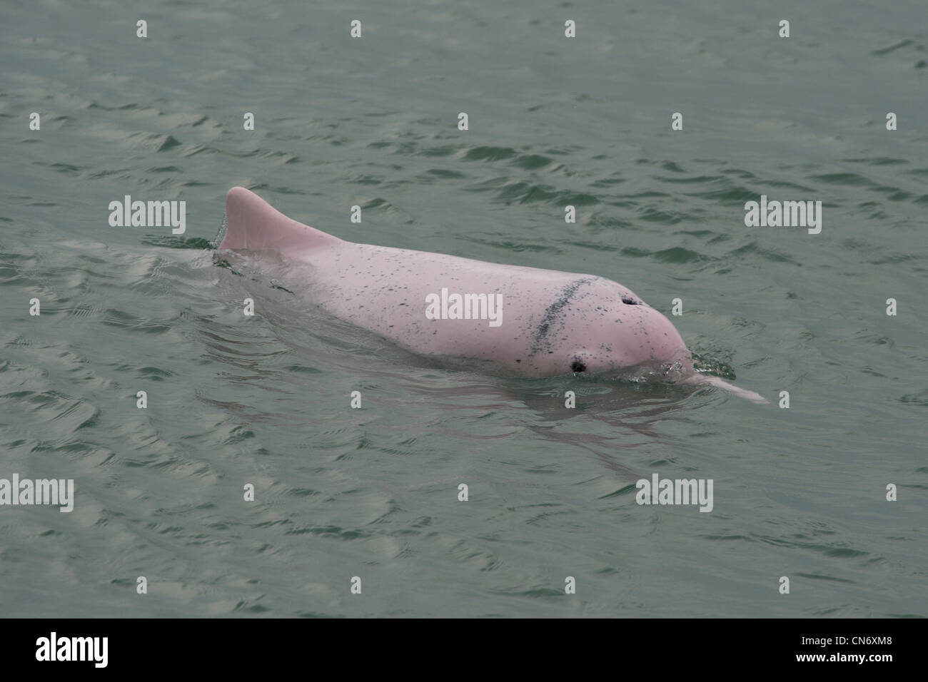 Indo-Pacific Humpback Dolphin (Sousa chinensis), surfacing. Hong Kong ...