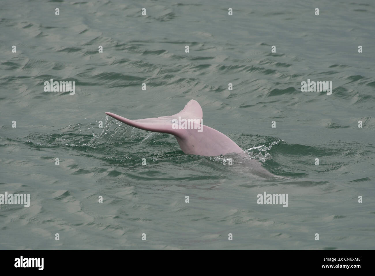 Indo-Pacific Humpback Dolphin (Sousa chinensis), diving. Hong Kong ...