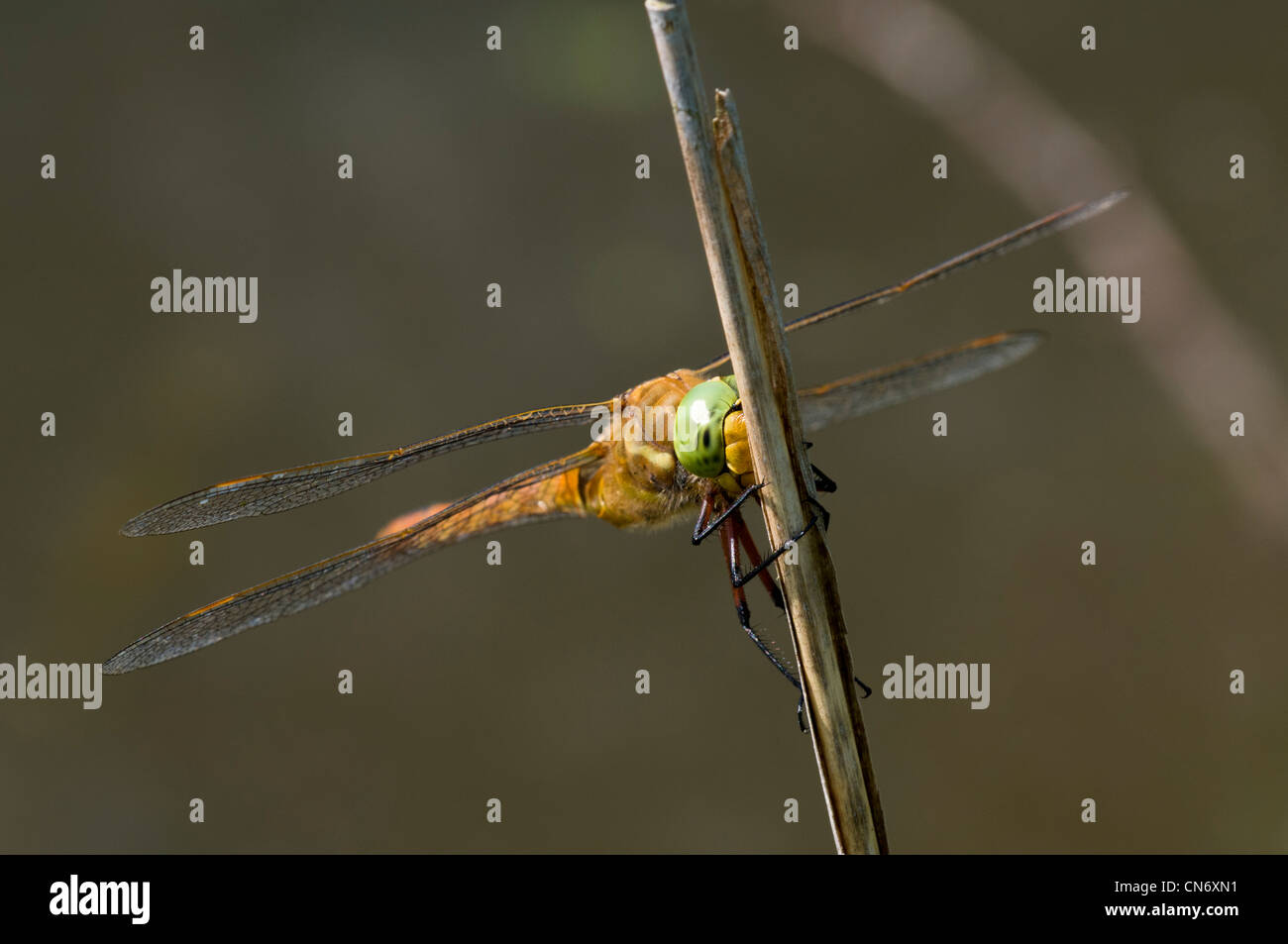 Norfolk hawker dragonfly hi-res stock photography and images - Alamy