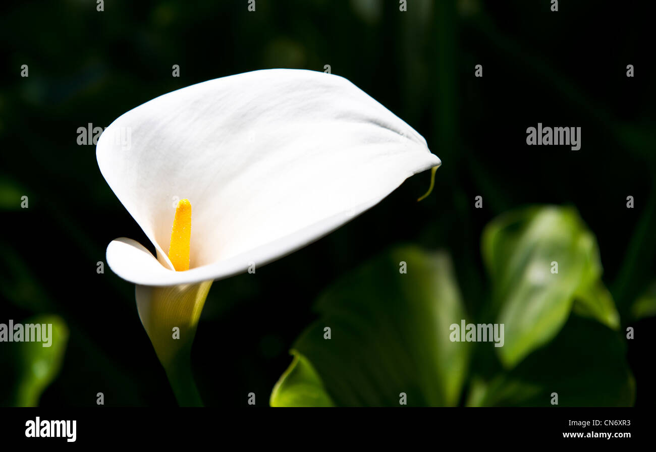 Closeup of an Easter Lilly Stock Photo - Alamy