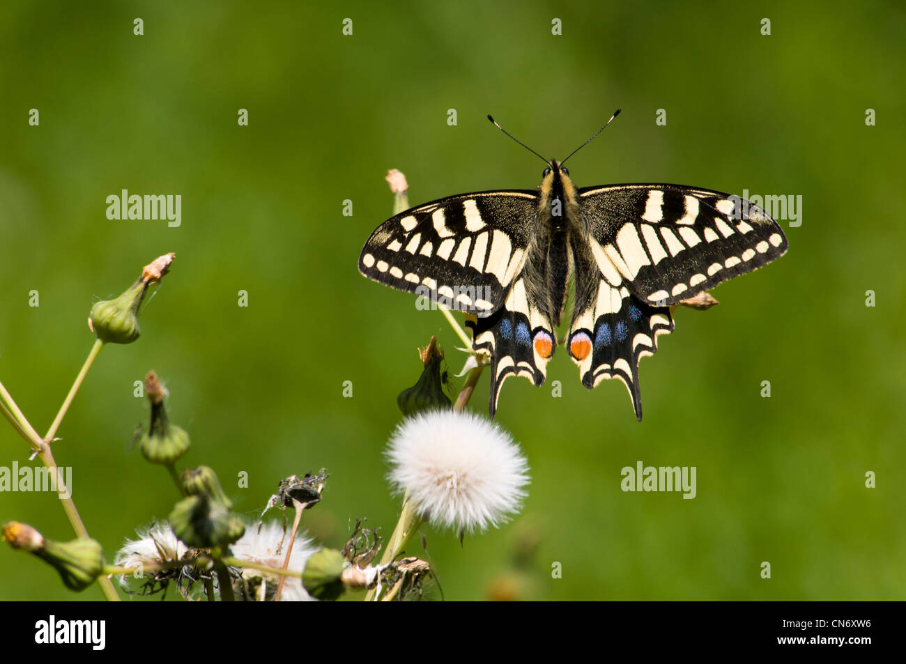 A swallowtail butterfly at Strumpshaw Fen, Norfolk. June Stock Photo ...
