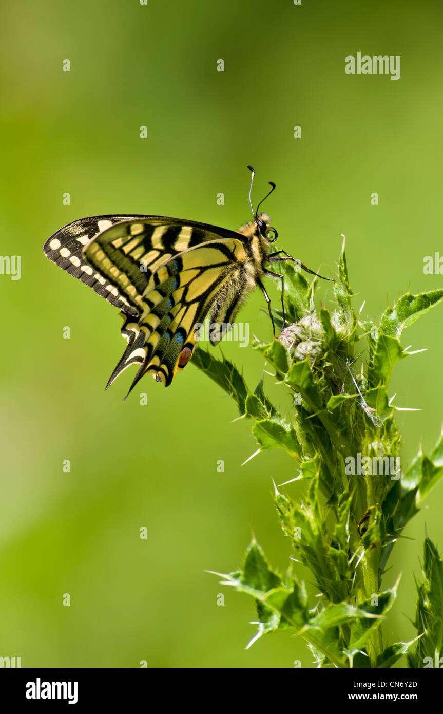 A swallowtail butterfly at Strumpshaw Fen, Norfolk. June Stock Photo ...