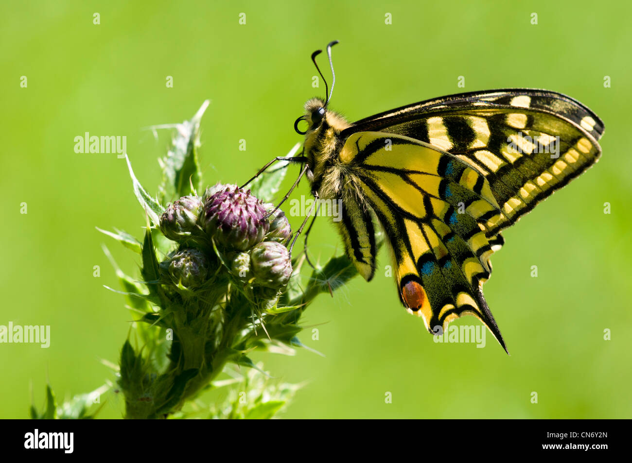 A swallowtail butterfly at Strumpshaw Fen, Norfolk. June Stock Photo ...