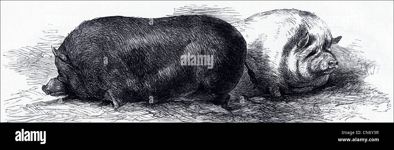 Victorian 19th century farming hi-res stock photography and images - Alamy