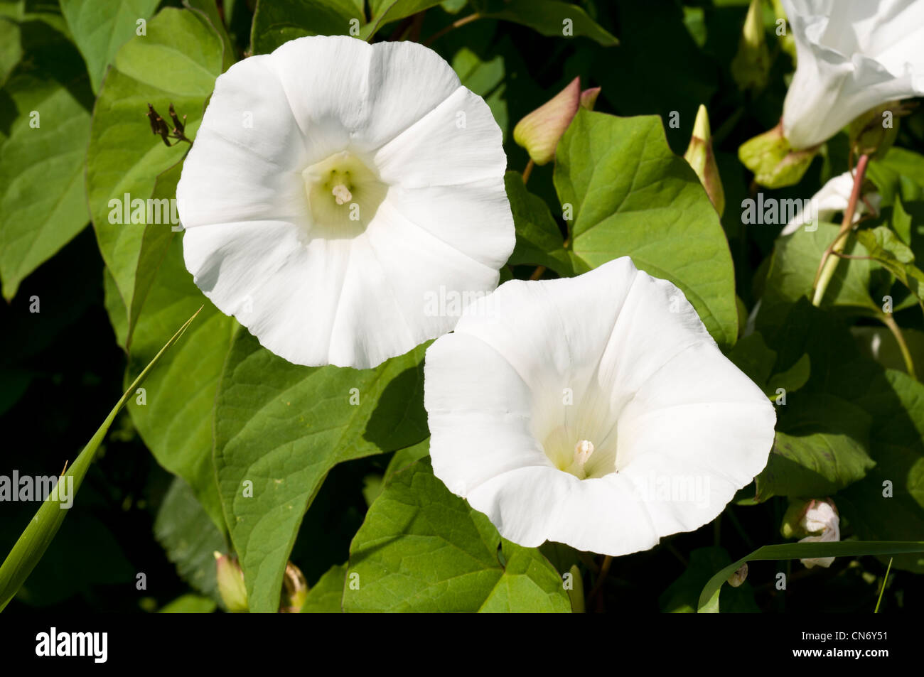 Flowers of large bindweed (Calystegia silvatica) at Crossness Nature ...