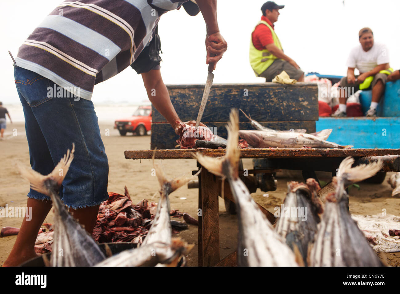 Fisherman cut up fresh fish, knife cuts the head. Before him lies a lot ...