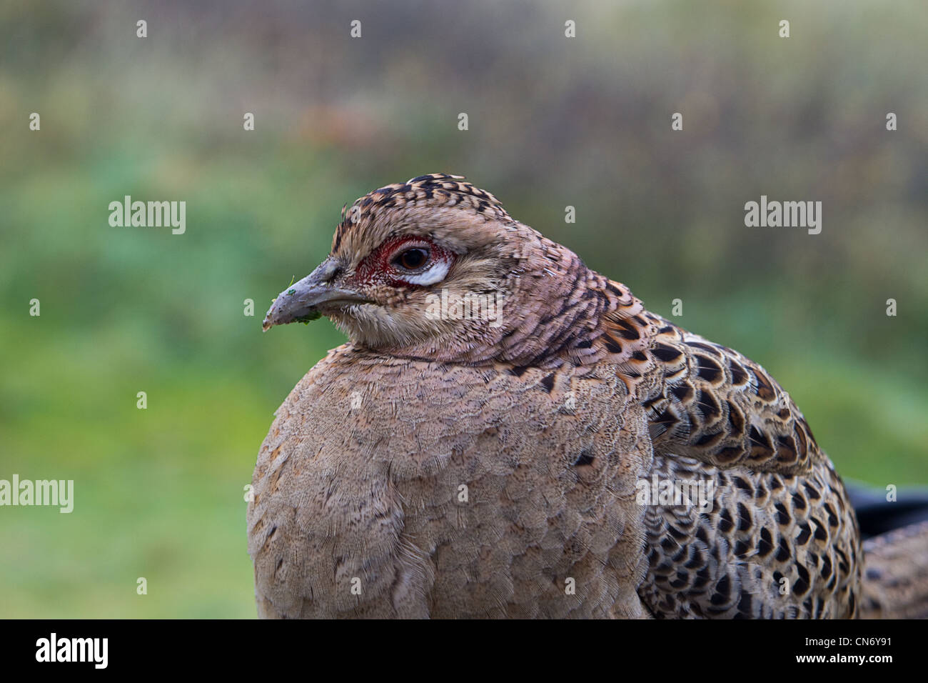 Fasan Phasianus colchicus bird chicken rooster Stock Photo - Alamy