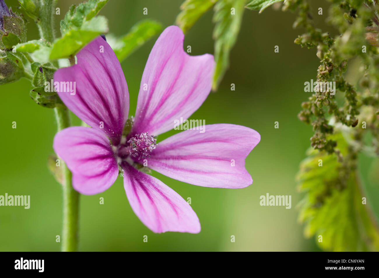 Common mallow (Malva sylvestris) growing at Crossness Nature Reserve ...