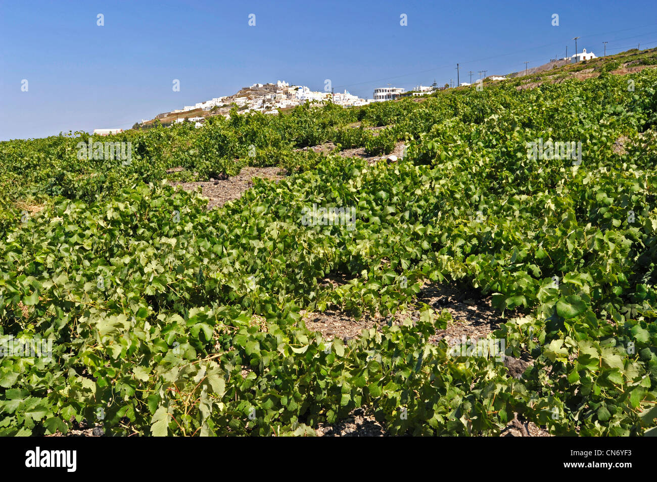 Europe Greece Cyclades islands Santorini Vineyards Stock Photo - Alamy