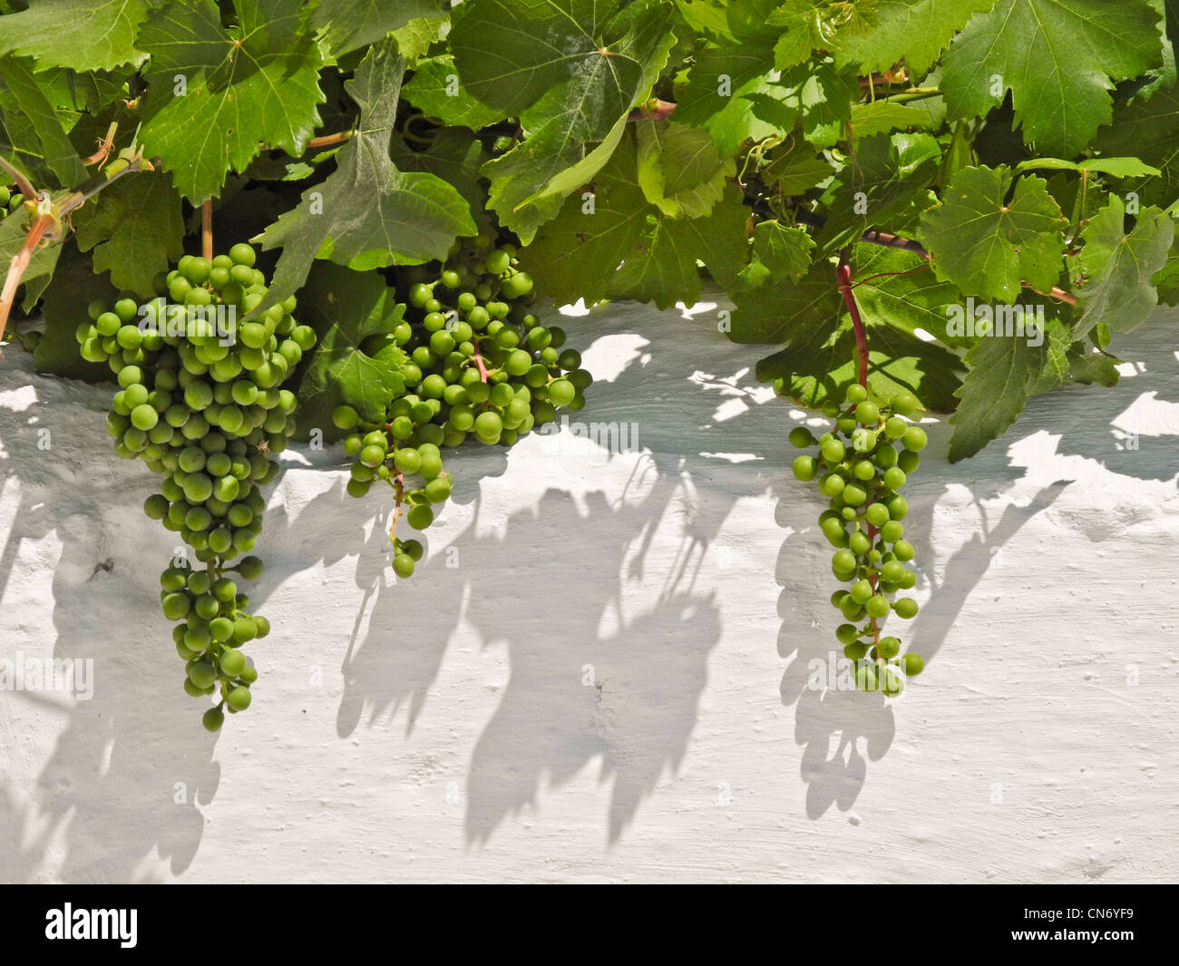 Santorini grapes hi-res stock photography and images - Alamy