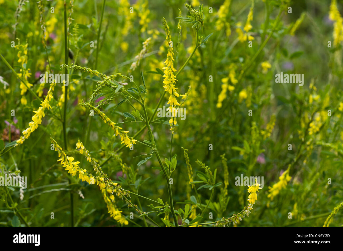 A tangled mass of ribbed melilot (Melilotus officinalis) growing at ...