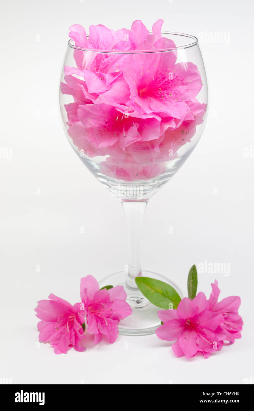 Azalea blooms in wine glass Stock Photo - Alamy