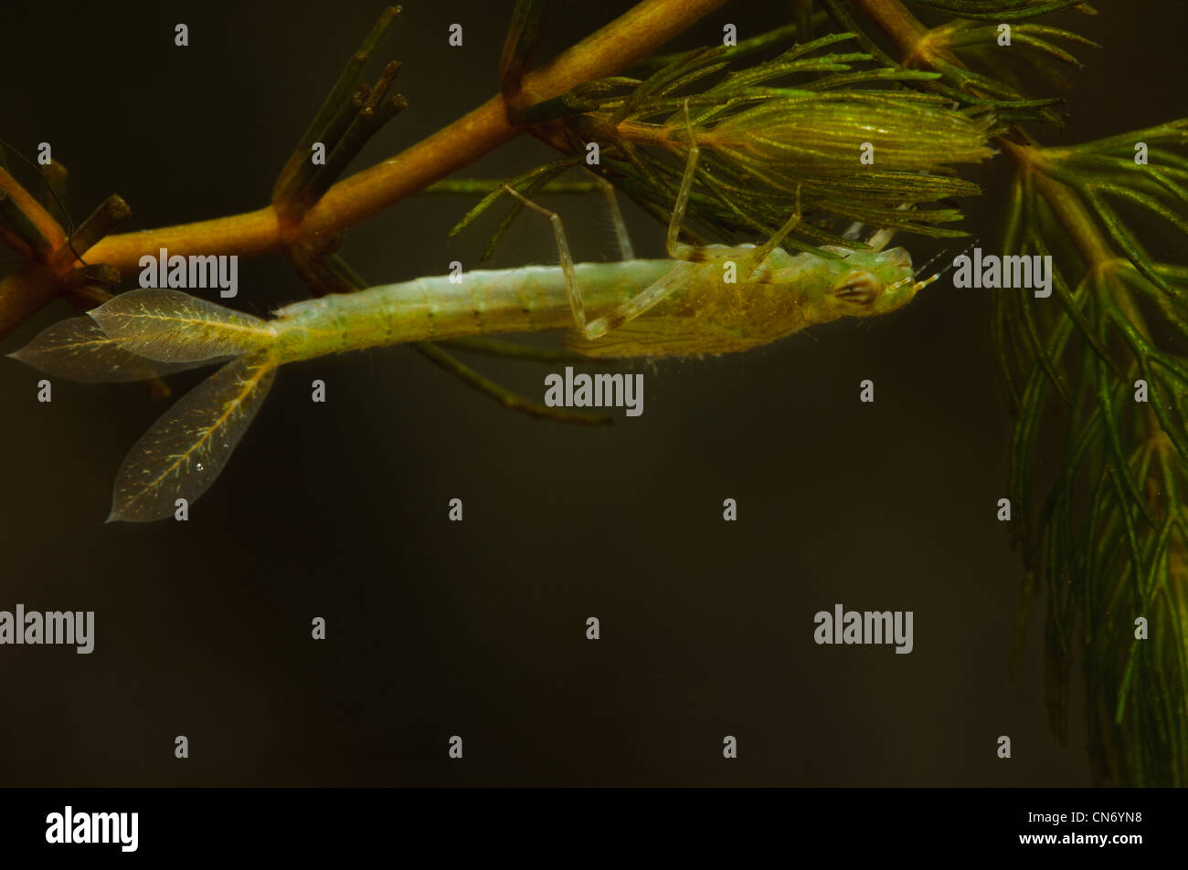 blue-tailed damselfly nymph Stock Photo - Alamy