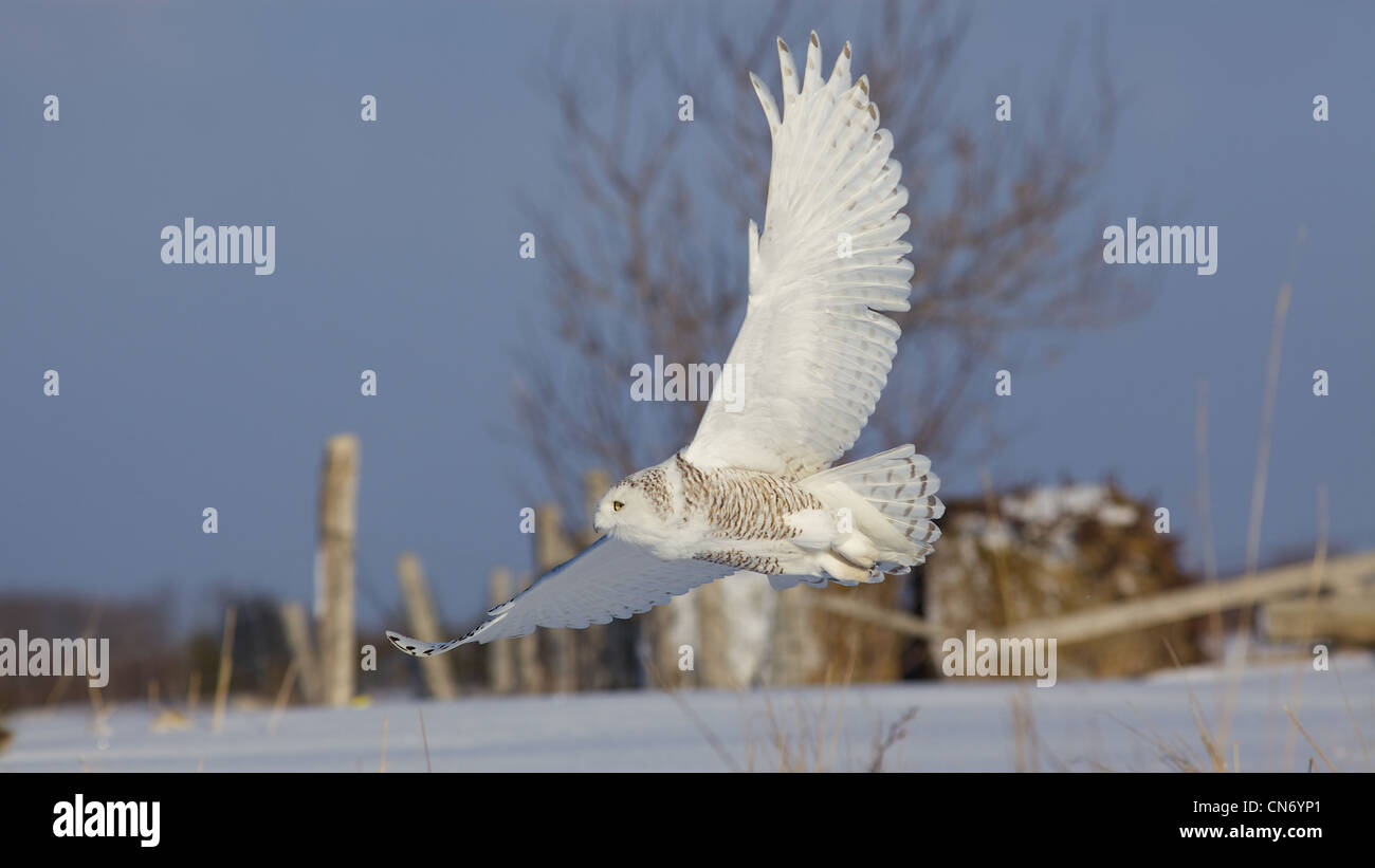 A Snowy Owl in flight Stock Photo - Alamy