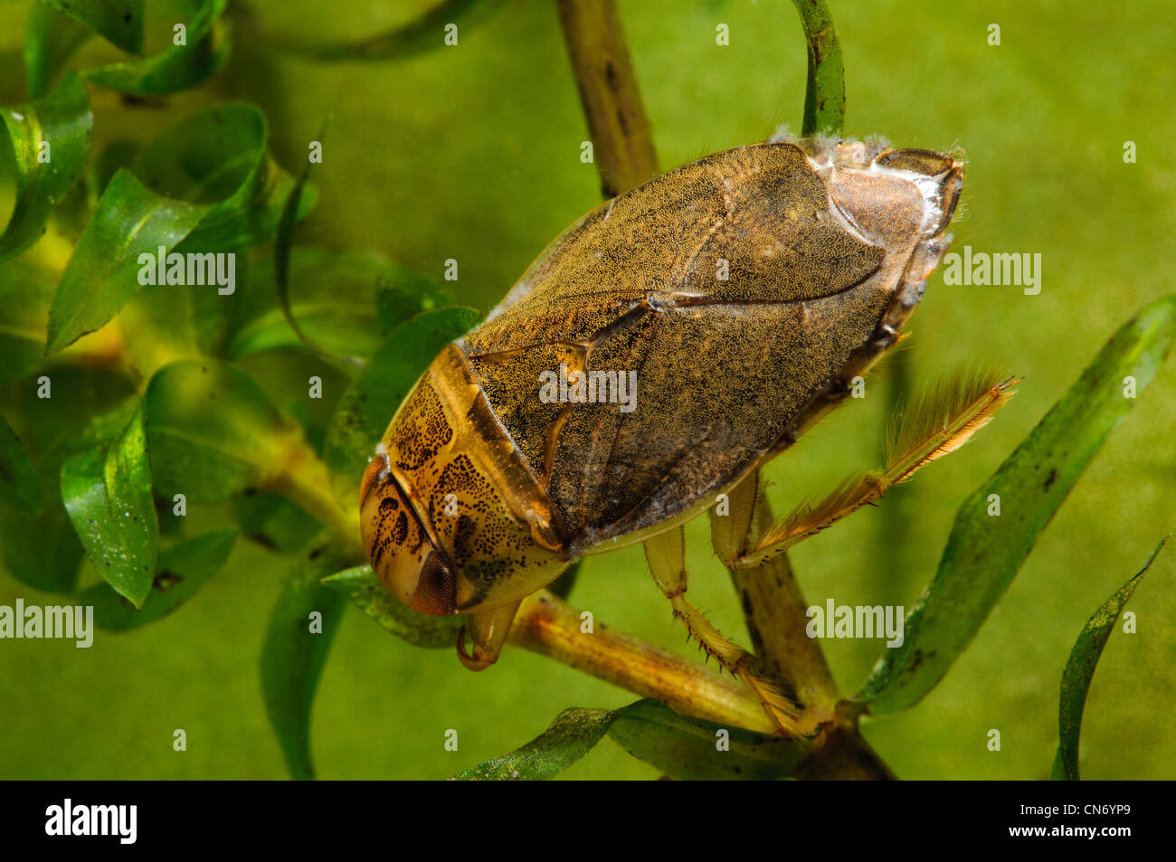 A saucer bug swimming through pond weed at Priory Water Nature Reserve ...
