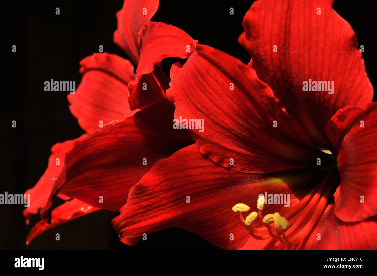 A red amaryllis blooms Stock Photo - Alamy