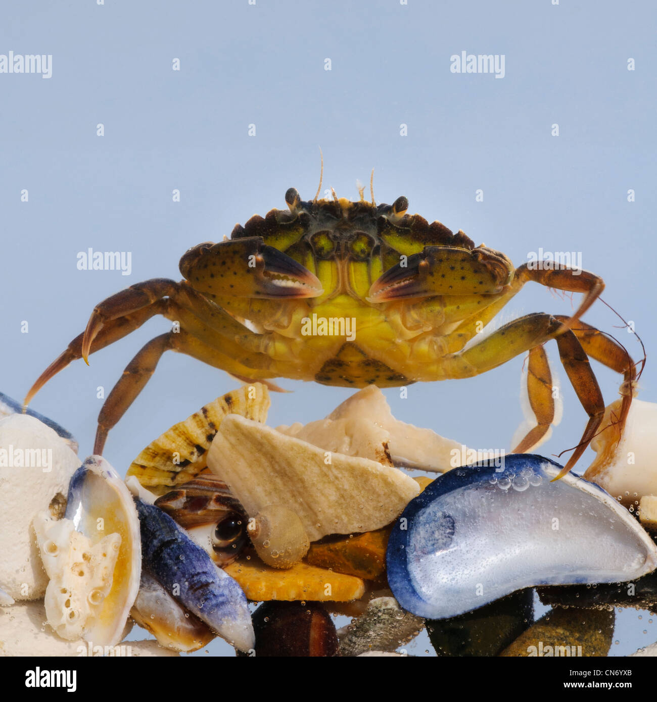 A shore crab standing on a pile of mixed seashells at Joss Bay, Kent ...