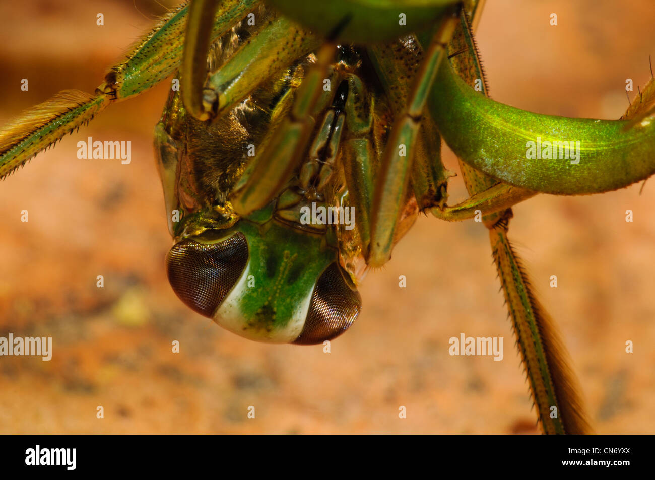 A close up of the head of a backswimmer photographed in a tank at Wat ...