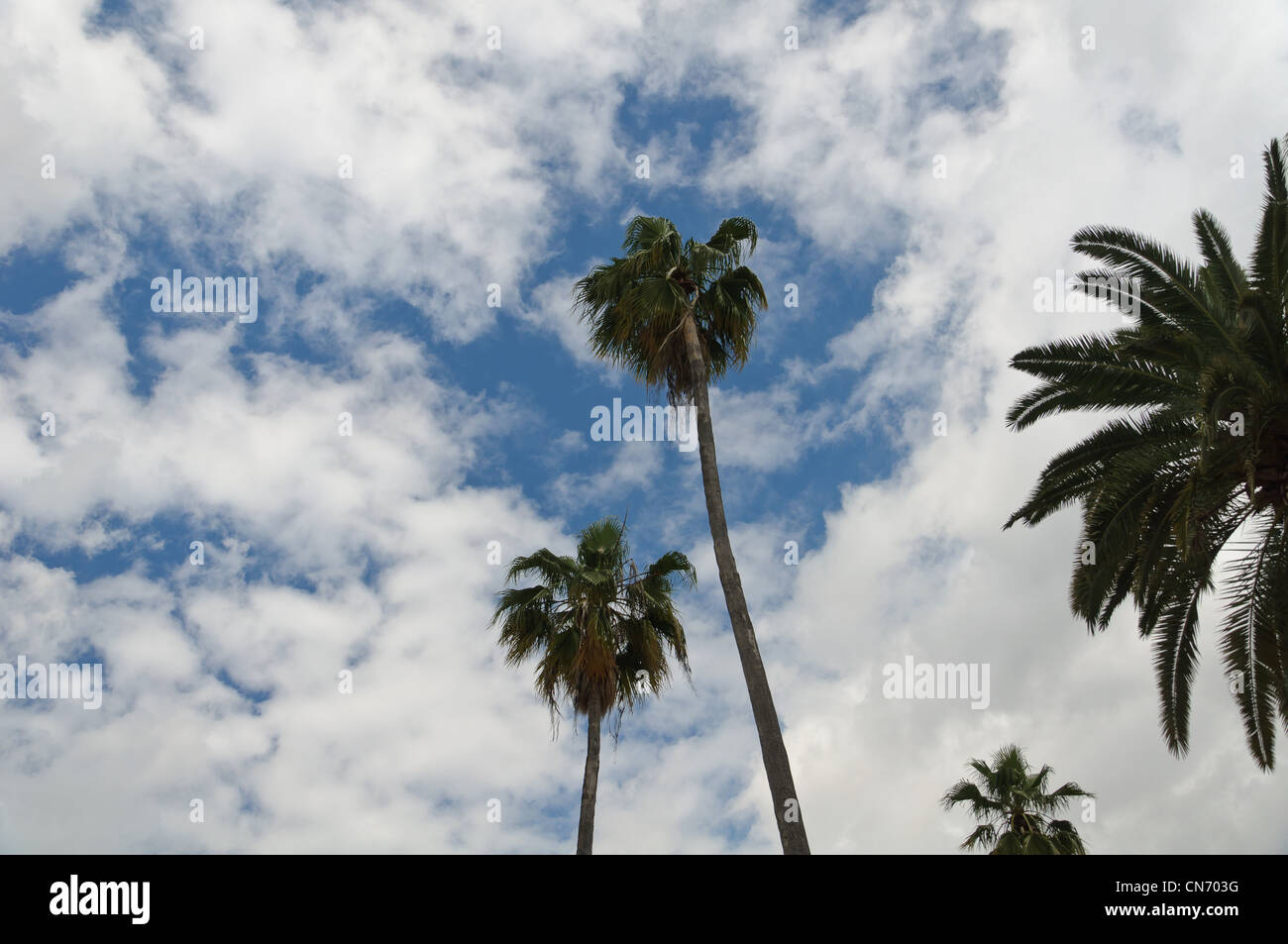 Palm trees from below, looking upward against a blue cloudy sky Stock ...