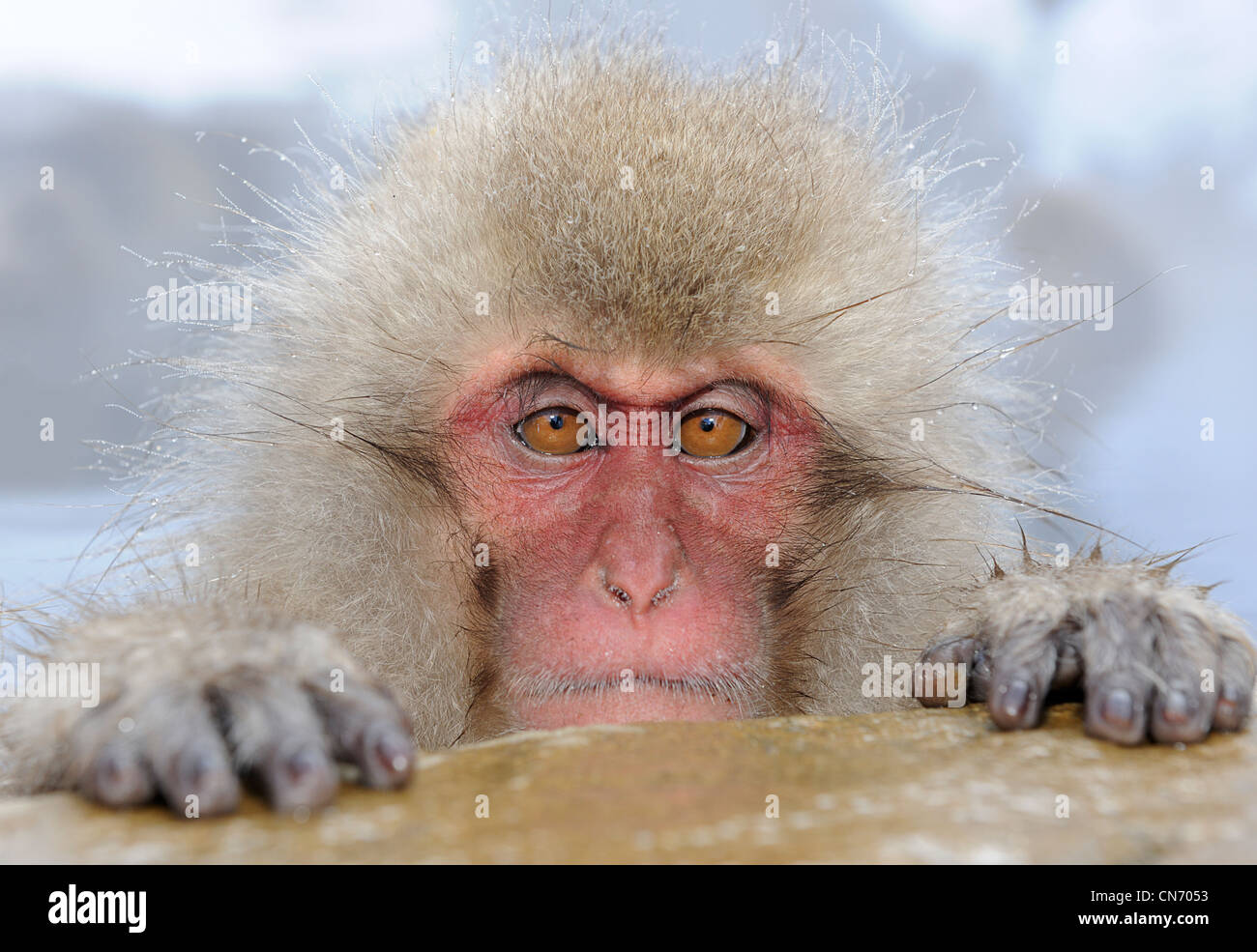 A young japanese Macaque staring down the camera Stock Photo - Alamy