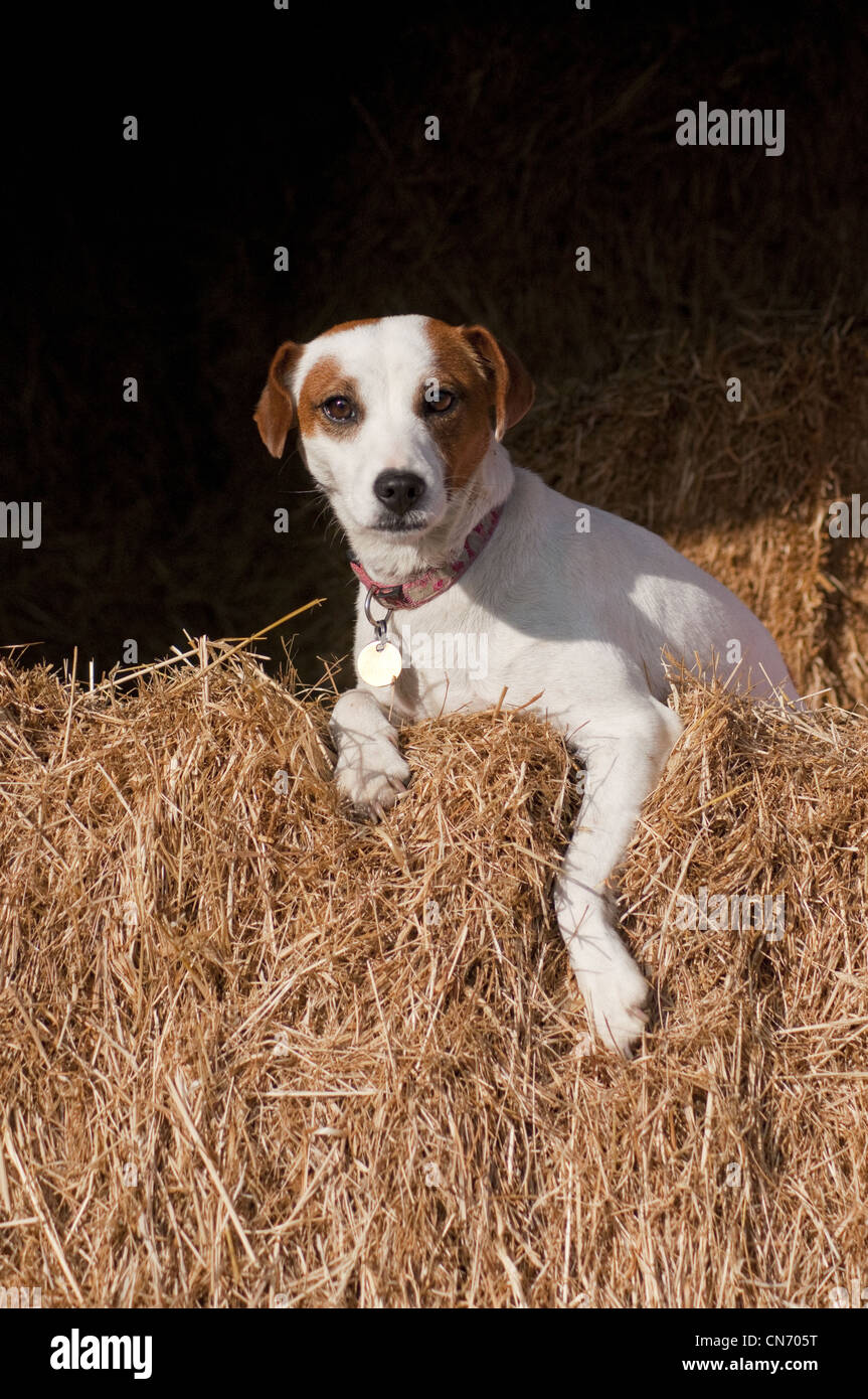 Dog hay bale hi-res stock photography and images - Alamy
