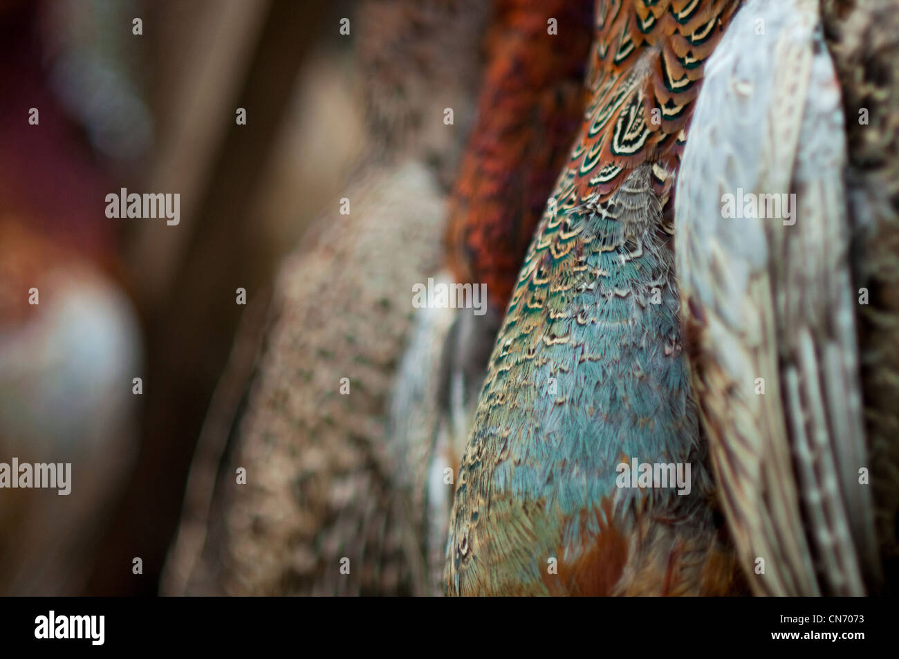Feathers images hi-res stock photography and images - Alamy