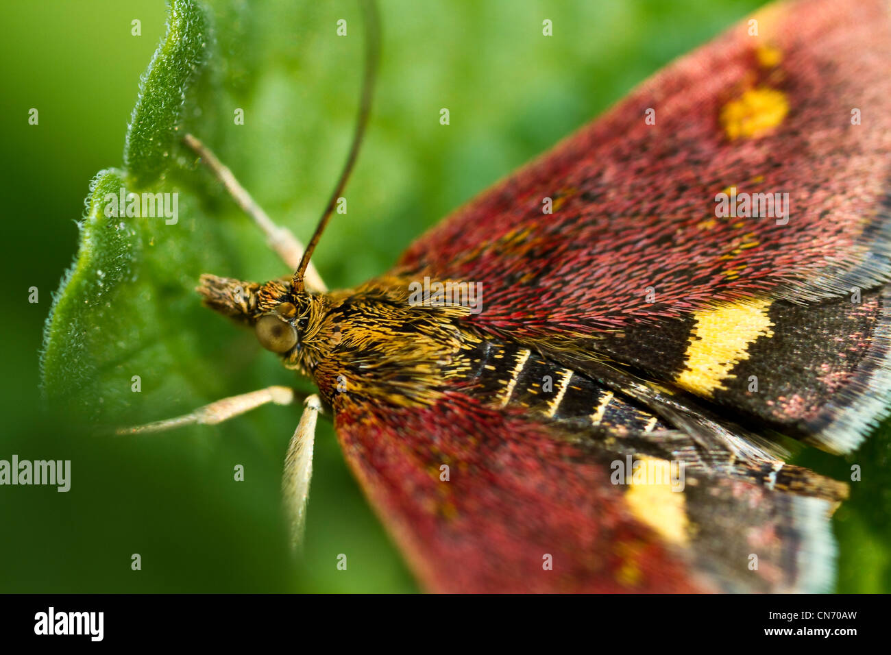 Pyrausta Aurata moth on a leaf. Also known as the Mint Moth. Seen ...