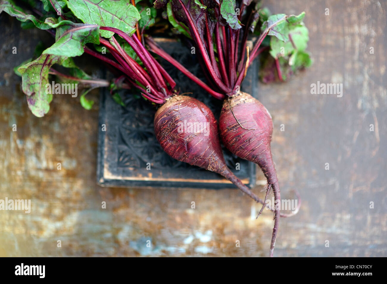 Fresh raw uncut beets with their tops on set in a artful background ...