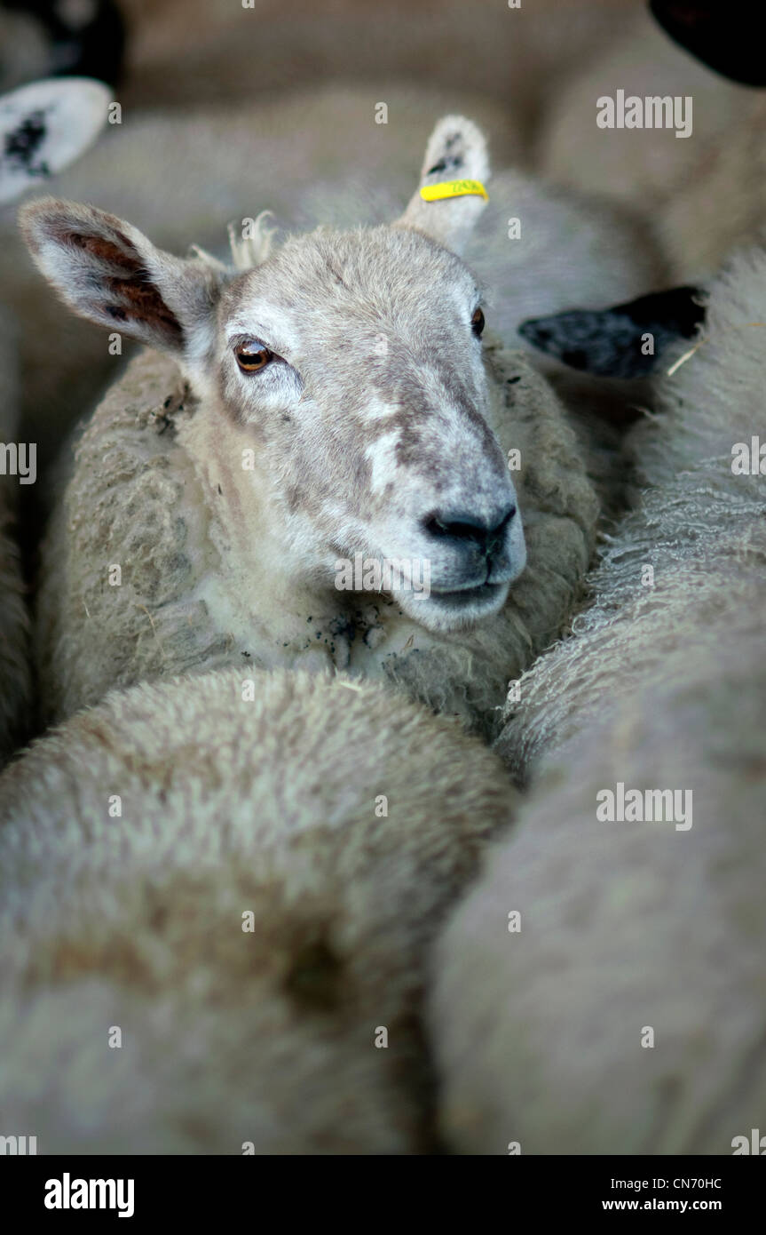 Livestock identification hi-res stock photography and images - Alamy
