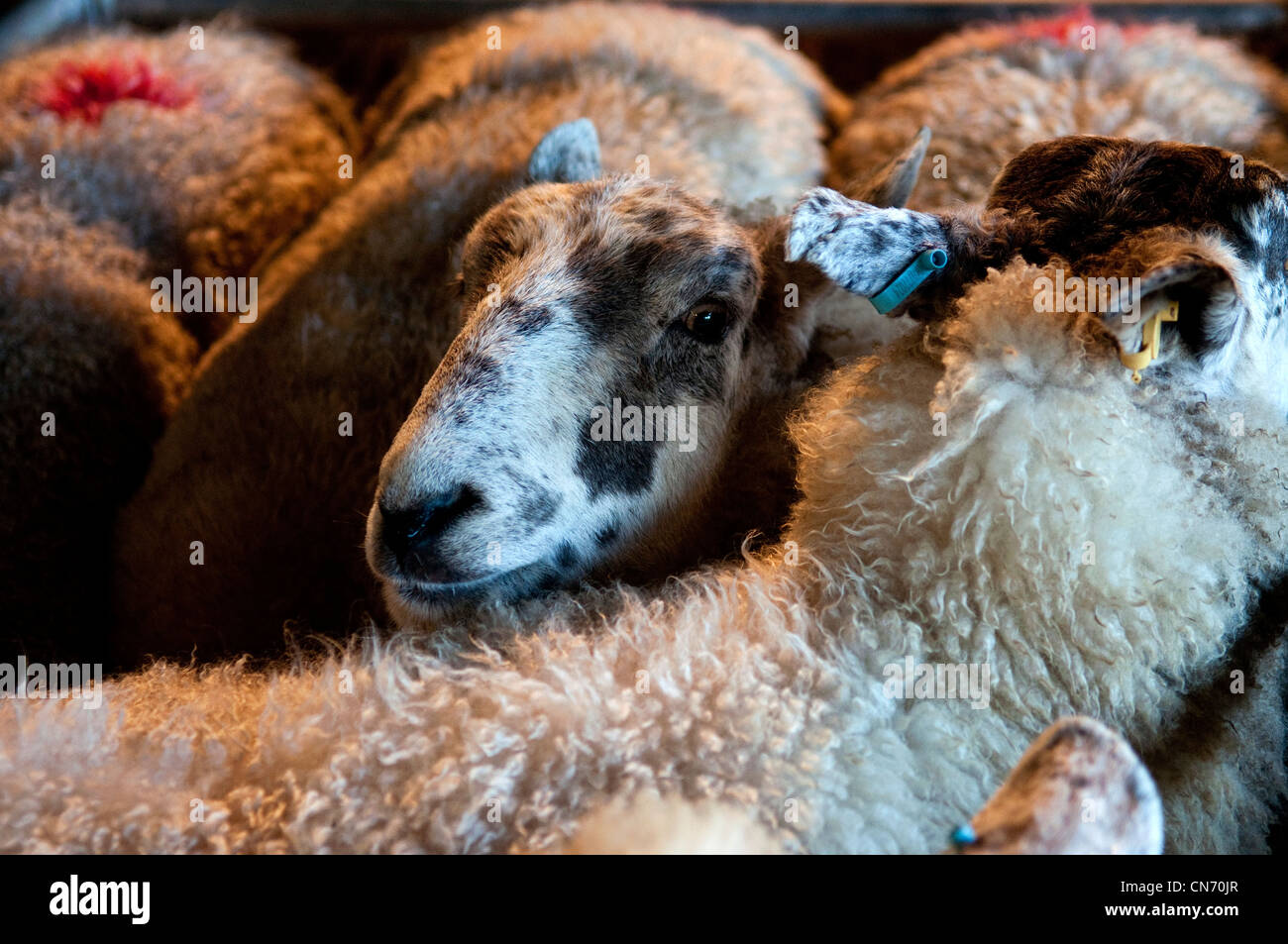 Livestock identification hi-res stock photography and images - Alamy