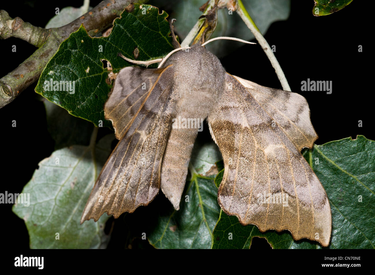 A buff form of the poplar hawk-moth (Laothoe populi) perched on Ivy at ...