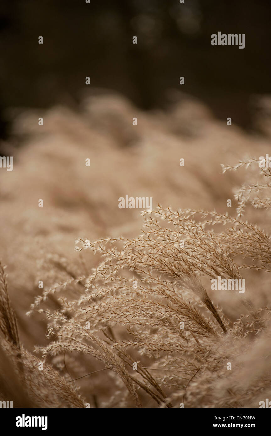 Waving grasses hi-res stock photography and images - Alamy