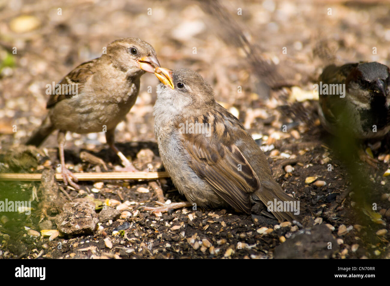 Sparrow Chick Stock Photos & Sparrow Chick Stock Images - Alamy