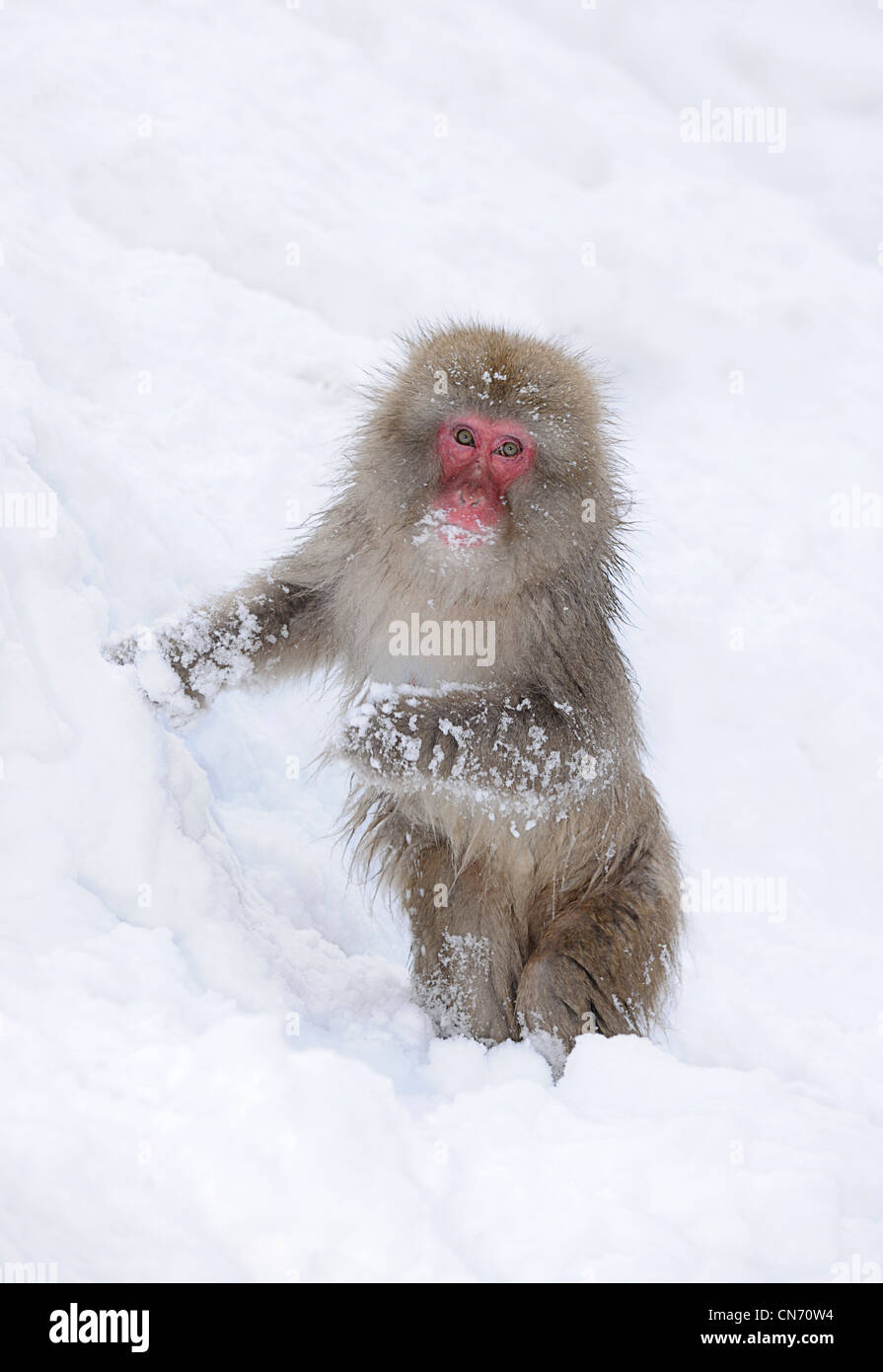 Japanese Macaque in snow Stock Photo - Alamy