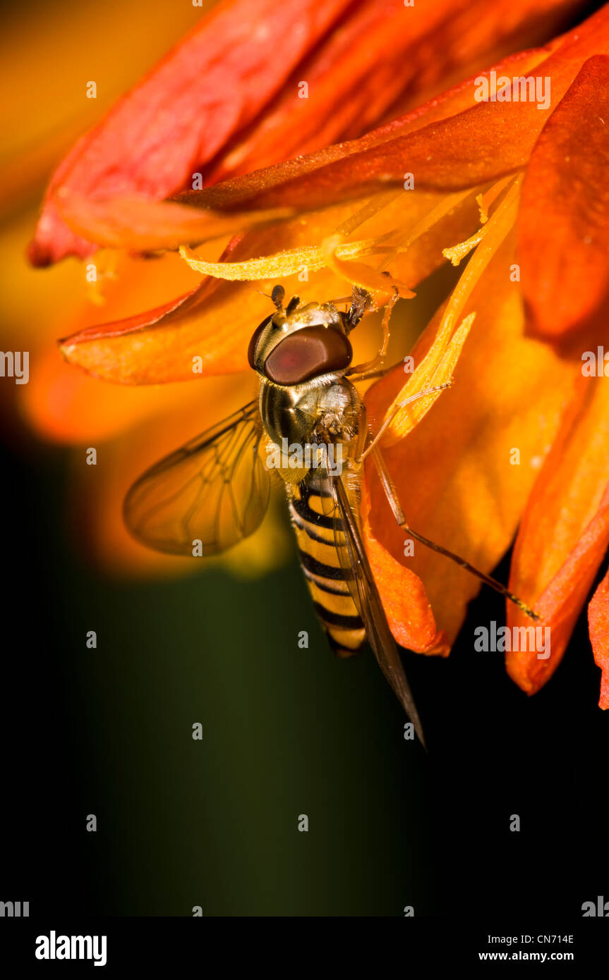 A marmalade hoverfly (Episyrphus balteatus) feeding on montbretia ...
