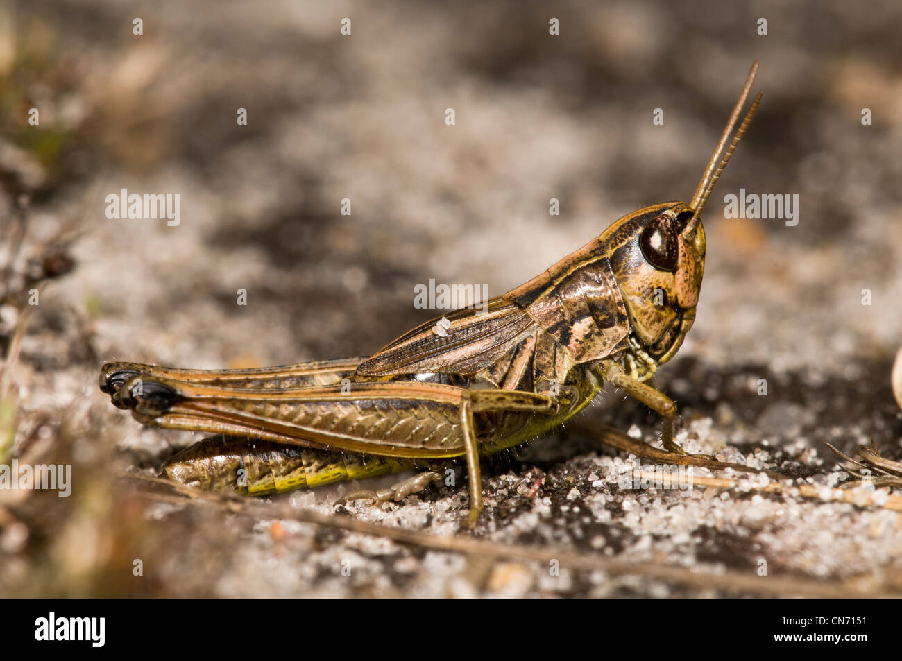 A meadow grasshopper on sandy ground at Thursley Common National Nature ...