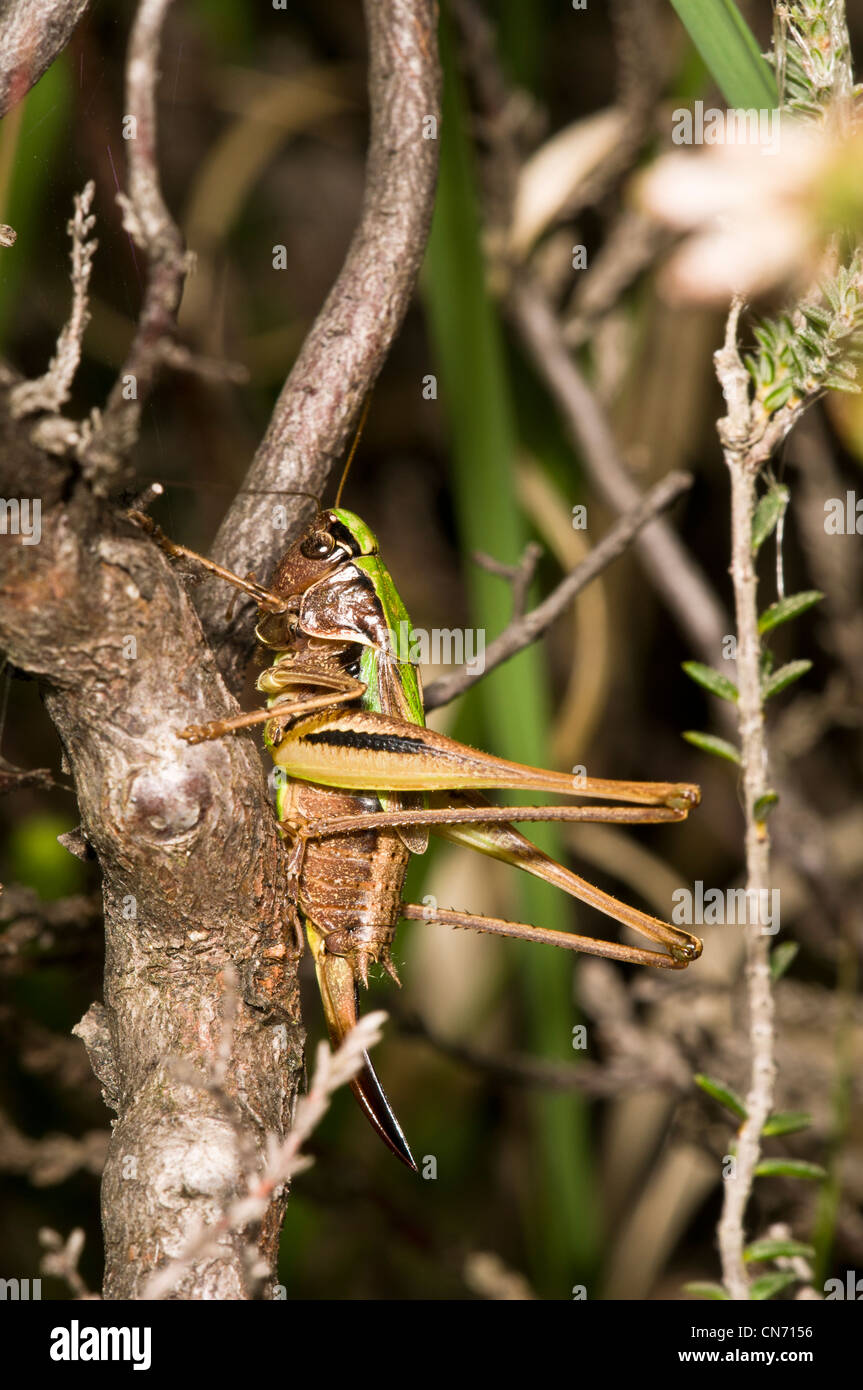 A female bog bush-cricket perched on heather at Thursley Common ...