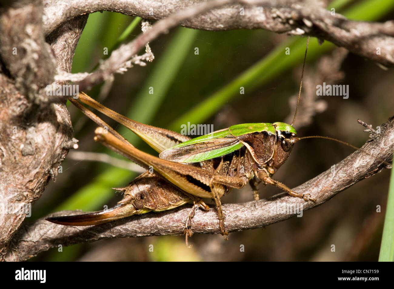Thursley common national nature reserve hi-res stock photography and images - Alamy