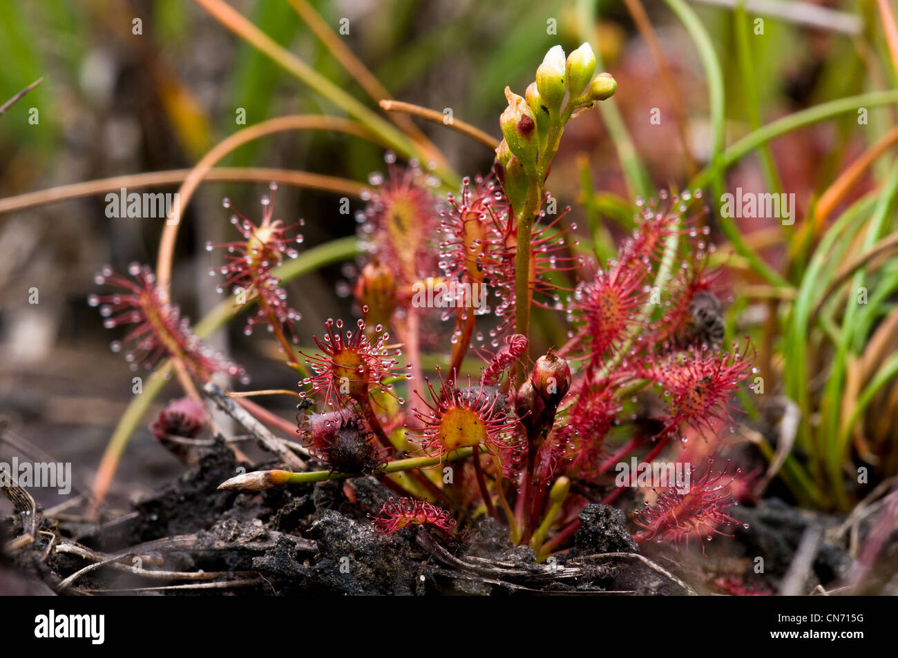 Oblong-leaved sundew at Thursley Common National Nature Reserve, Surrey ...