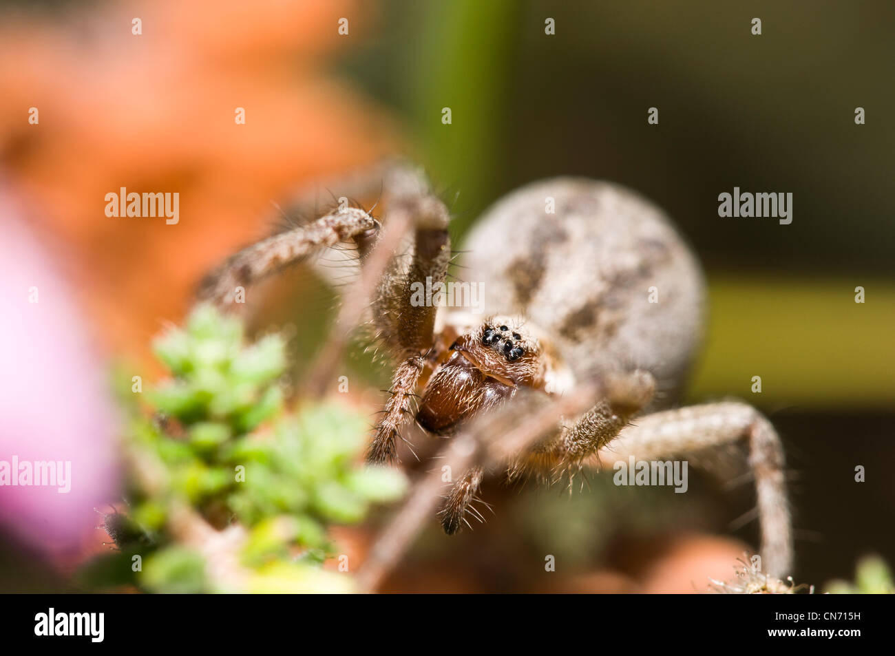 A labyrinth spider out of its web and clambering over heather at ...