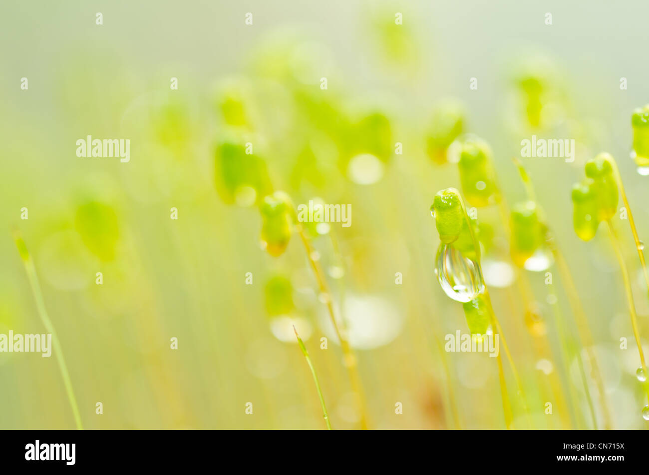 Fresh moss in green nature or in old stone or old wall Stock Photo - Alamy