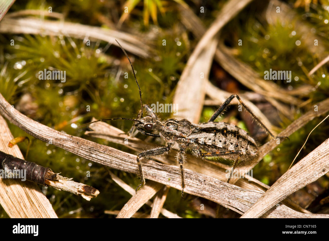 A heath assassin bug (Coranus subapterus) at Thursley Common National ...