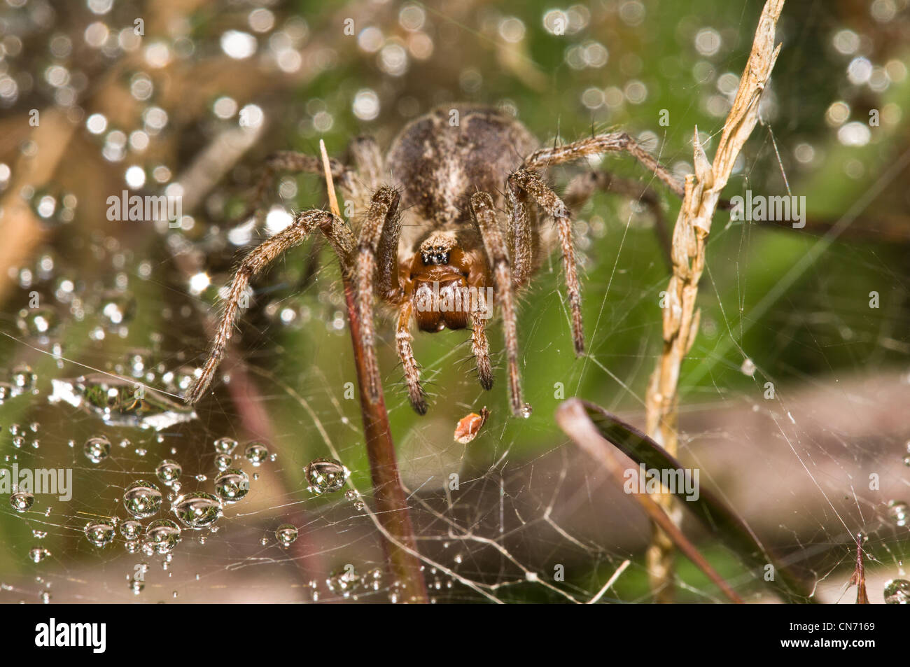 Labyrinth Spider Agelena Labyrinthica High Resolution Stock Photography ...