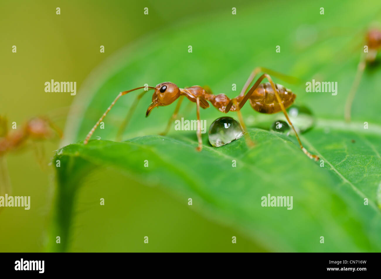 red ant in green nature or in the garden Stock Photo - Alamy